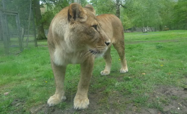 Le Parc zoologique de Thoiry en Famille