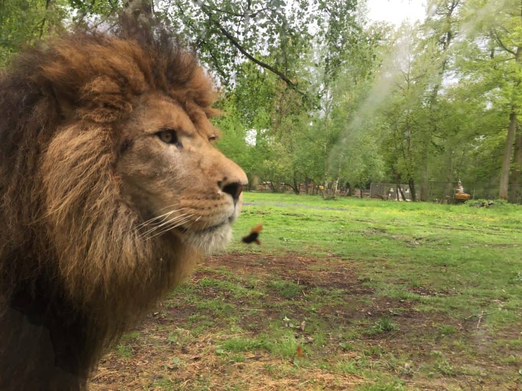Parc zoologique de Thoiry